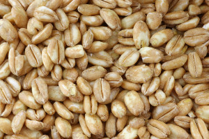 Ancient Wheats are Making a Comeback - Trim Down Club