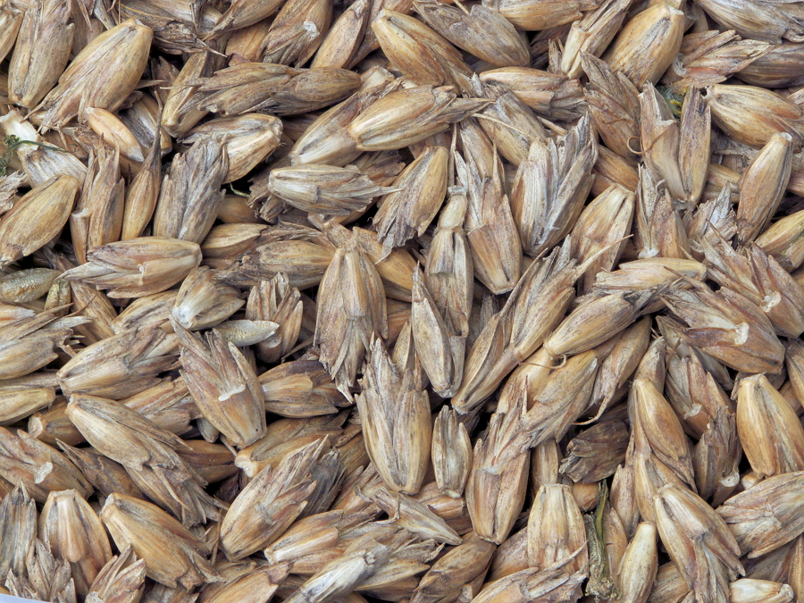 Ancient Wheats are Making a Comeback - Trim Down Club